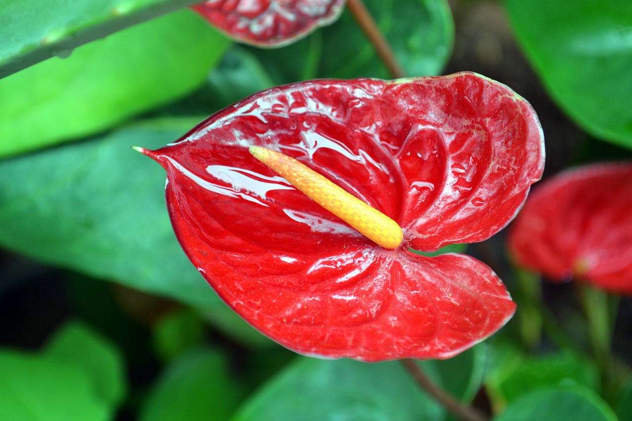 Anthurium Foliage Plants Exotic - Free photo on Pixabay - Pixabay