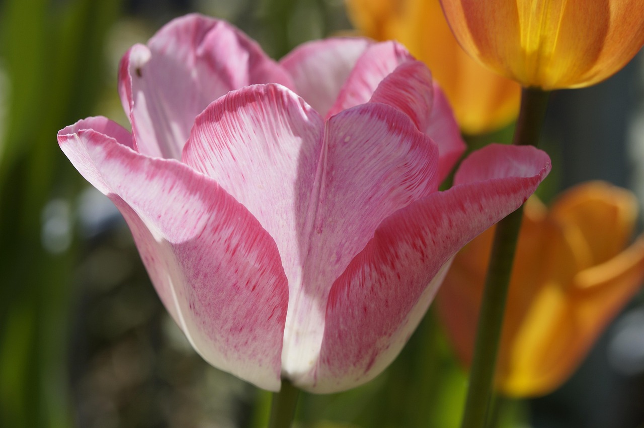 Tulipe Fleur Rose Le - Photo gratuite sur Pixabay - Pixabay