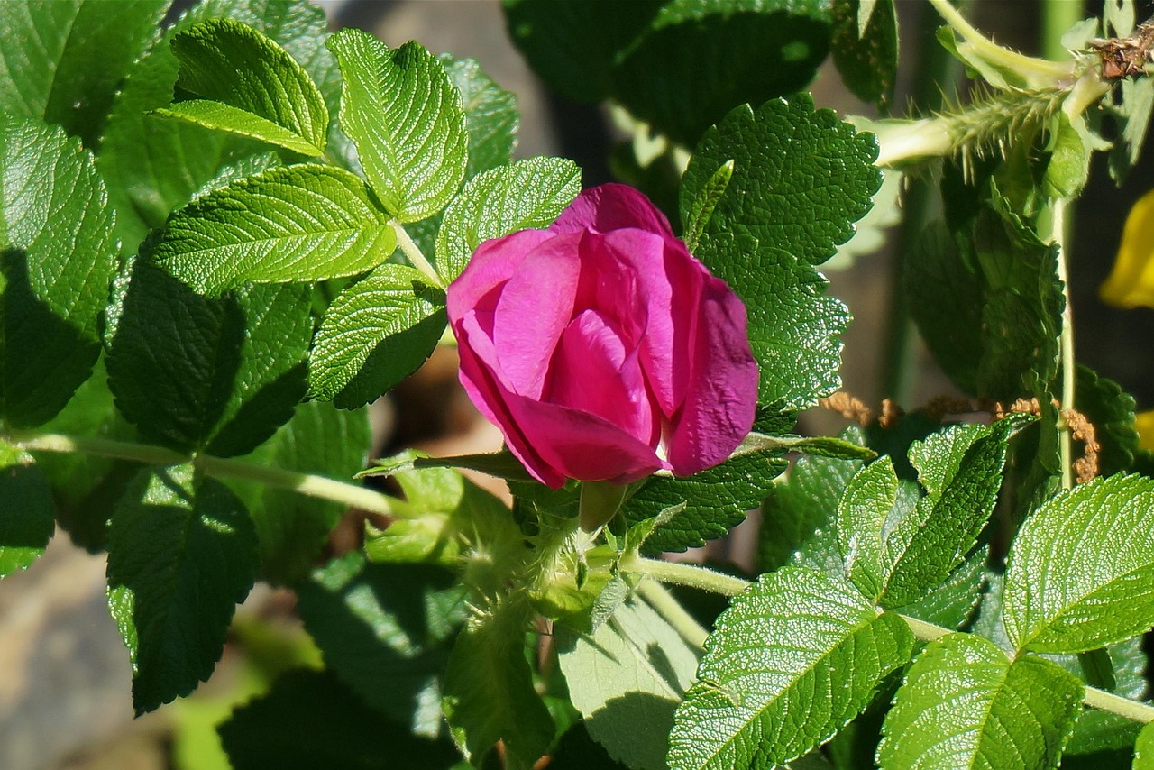 Rugosa Rose Plant - Free photo on Pixabay - Pixabay
