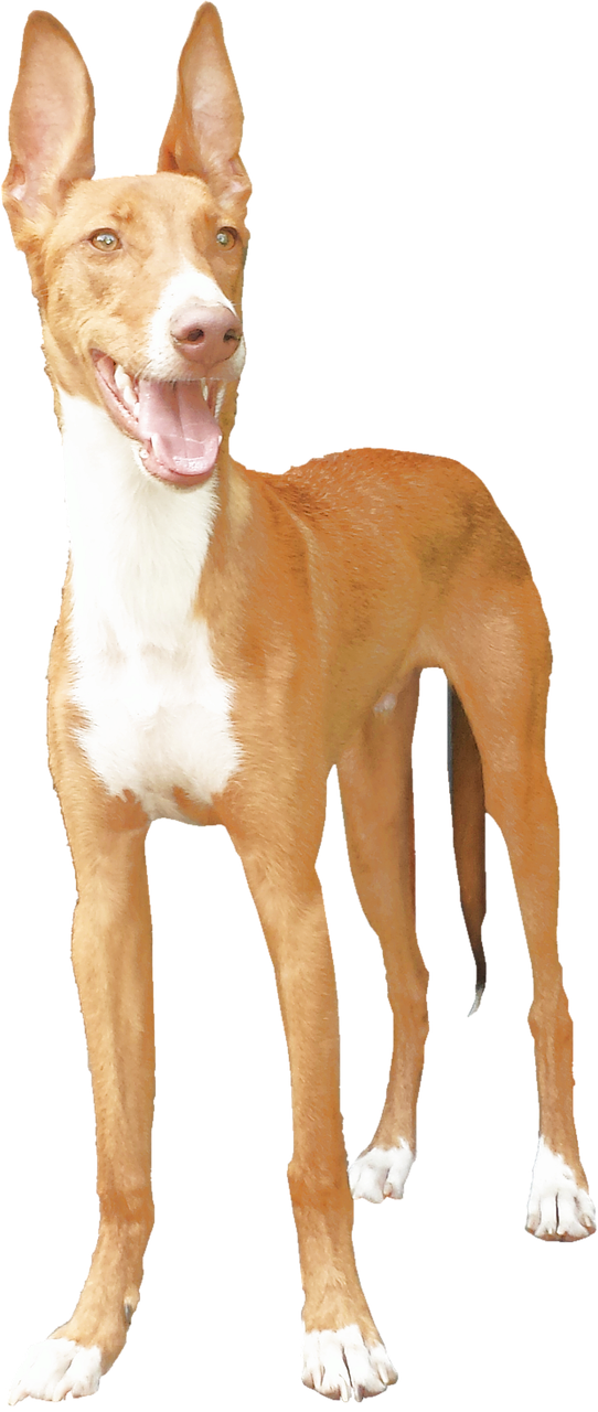 100+ Free Hund Freigestellt & Dog Images - Pixabay