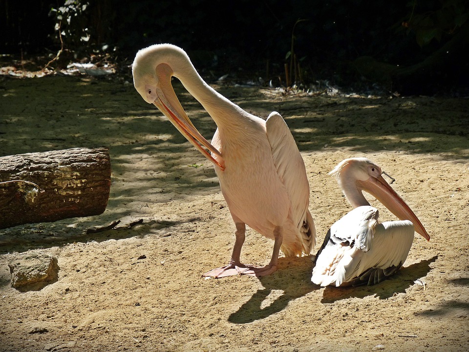Pelícano Pájaro Ave Acuática - Foto gratis en Pixabay - Pixabay