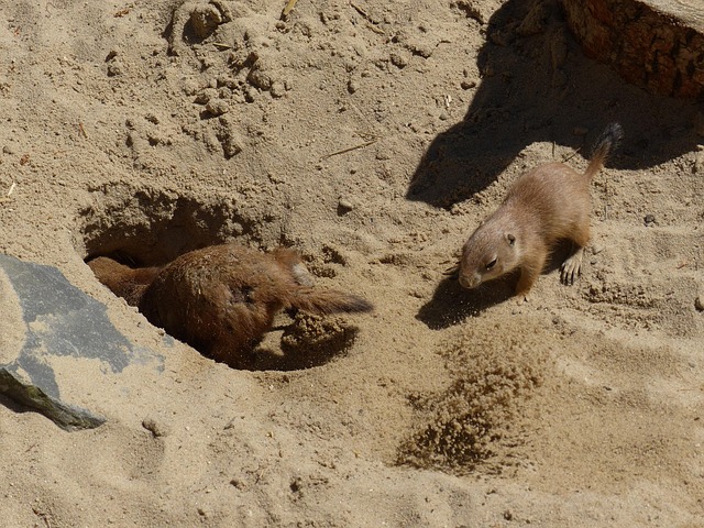Prairie Dog Cub Dig Hole In The - Free photo on Pixabay