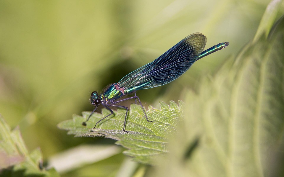 Demoiselle Bagué Libellule Insecte - Photo gratuite sur Pixabay