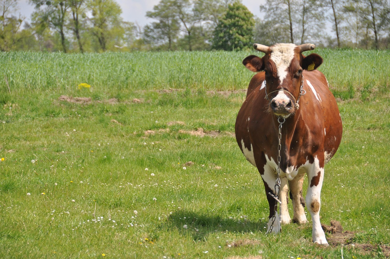 Vache Nature Vert Le - Photo gratuite sur Pixabay - Pixabay