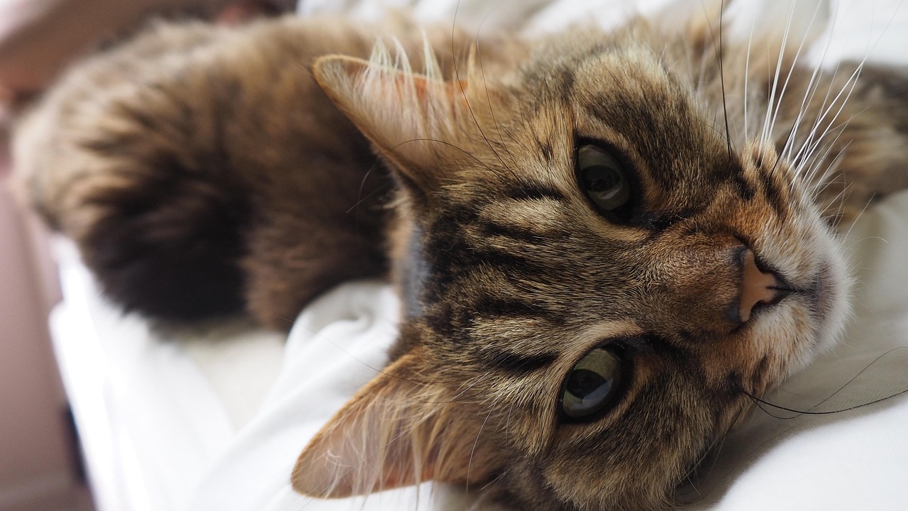 Cat Chaton Félin Animal De - Photo gratuite sur Pixabay - Pixabay