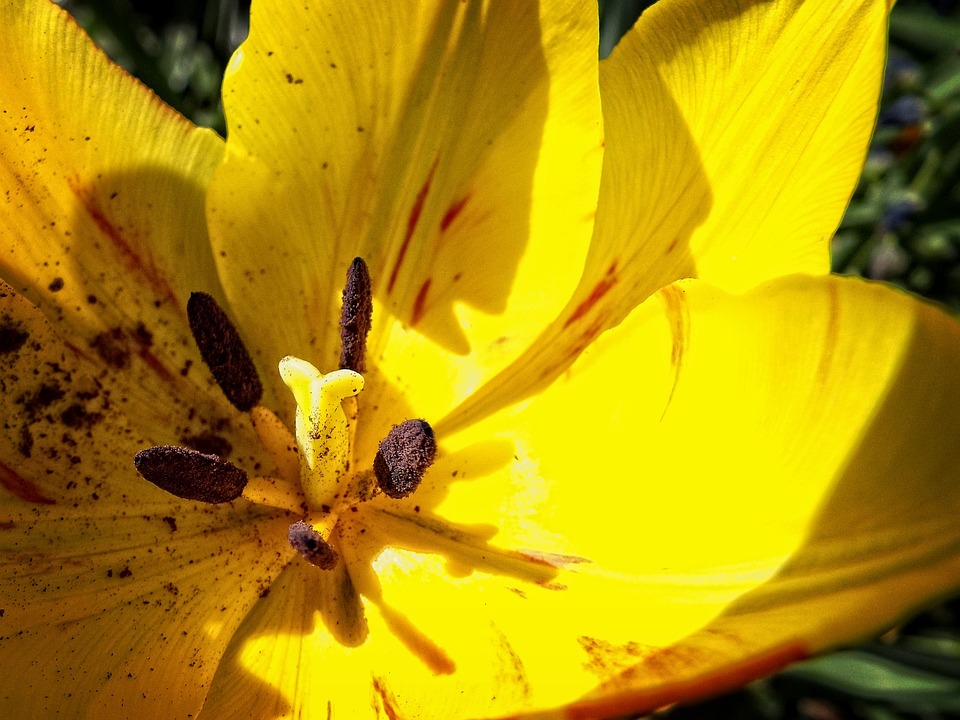 Tulipán Amarillo Macro - Foto gratis en Pixabay - Pixabay