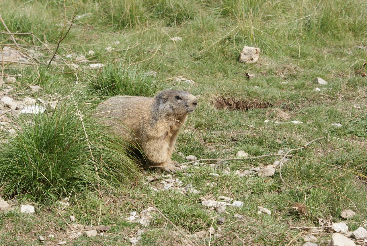 Marmot Fauna Nature - Free photo on Pixabay - Pixabay