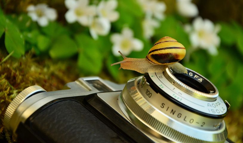 1,000+ Free Worm & Nature Images