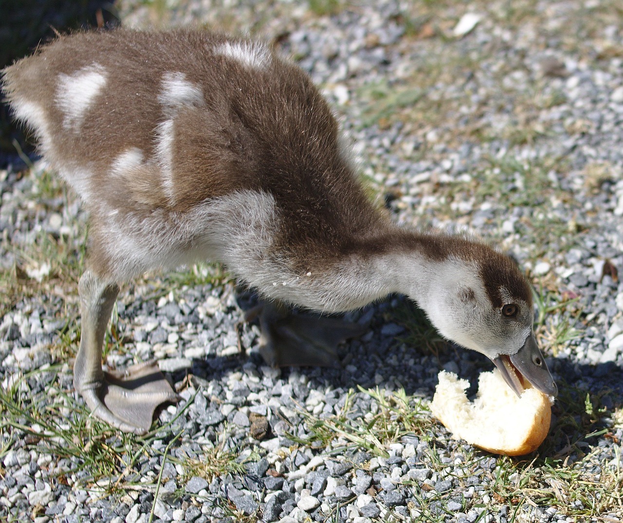 Goose Chick Bird - Free photo on Pixabay - Pixabay