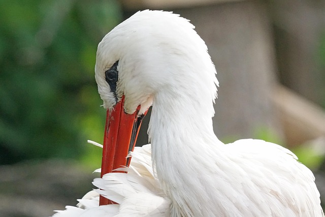 Storch Klapperstorch Weißstorch - Kostenloses Foto auf Pixabay - Pixabay