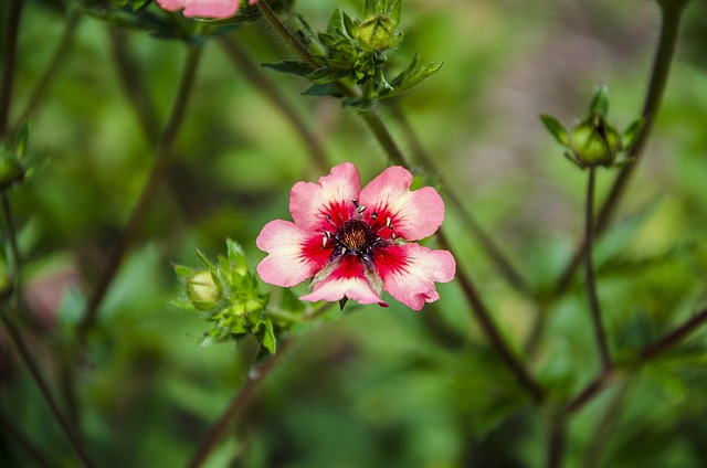 Flower Red Green - Free photo on Pixabay - Pixabay