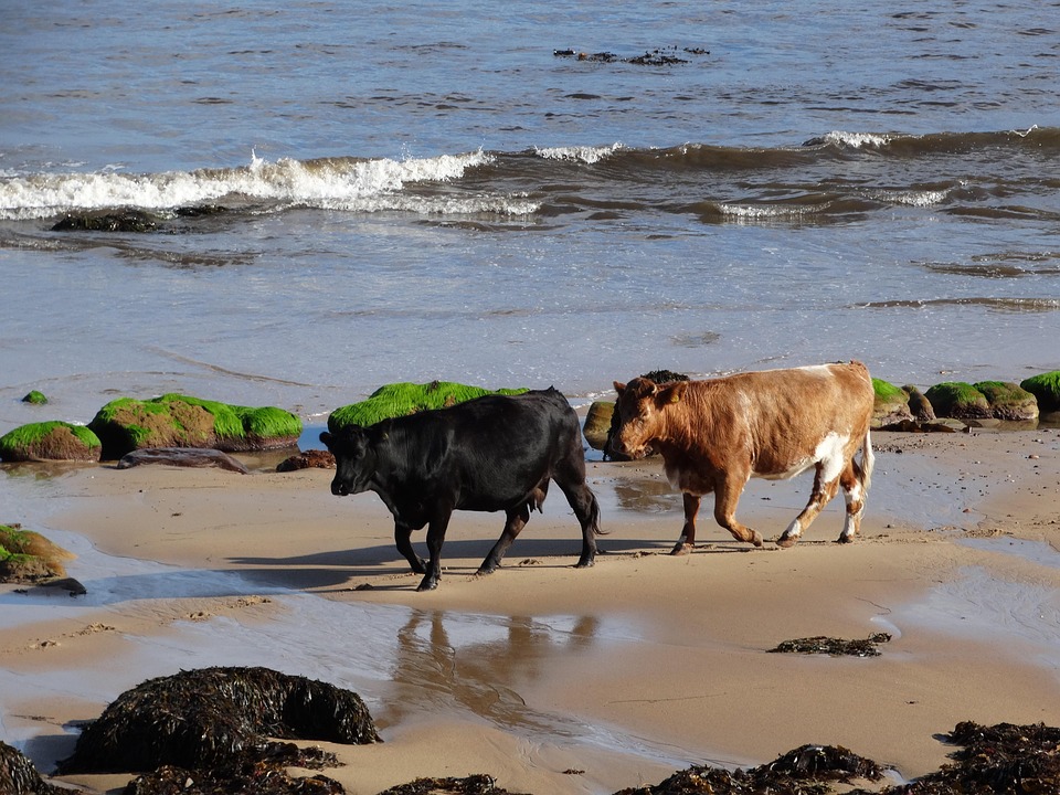 Kühe Strand Meer - Kostenloses Foto auf Pixabay - Pixabay