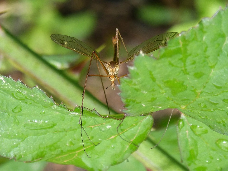 Mosquito Inseto Detalhe - Foto gratuita no Pixabay - Pixabay