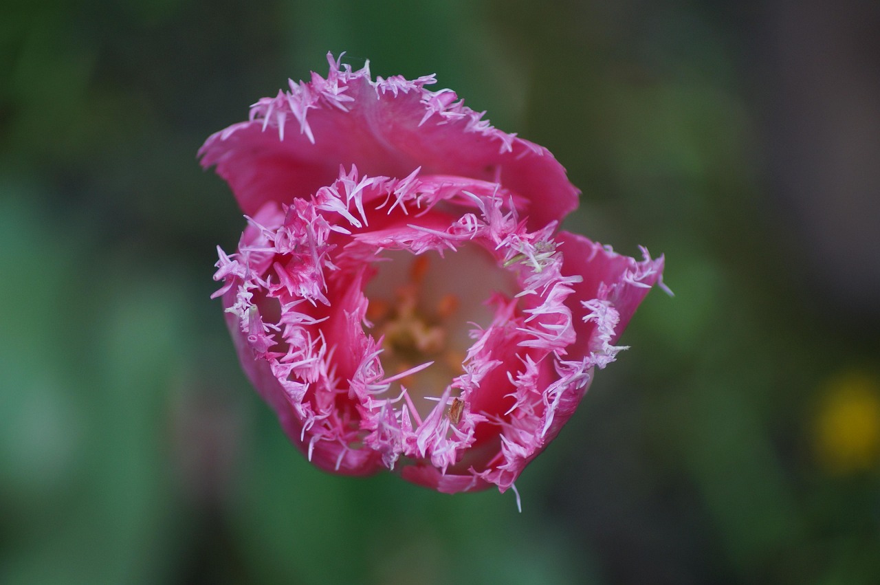 Flor Rosado - Foto gratis en Pixabay - Pixabay