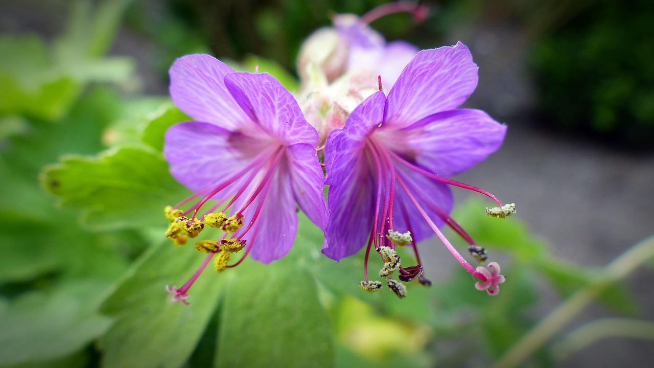 Polen De Abeja Geranio - Foto gratis en Pixabay - Pixabay