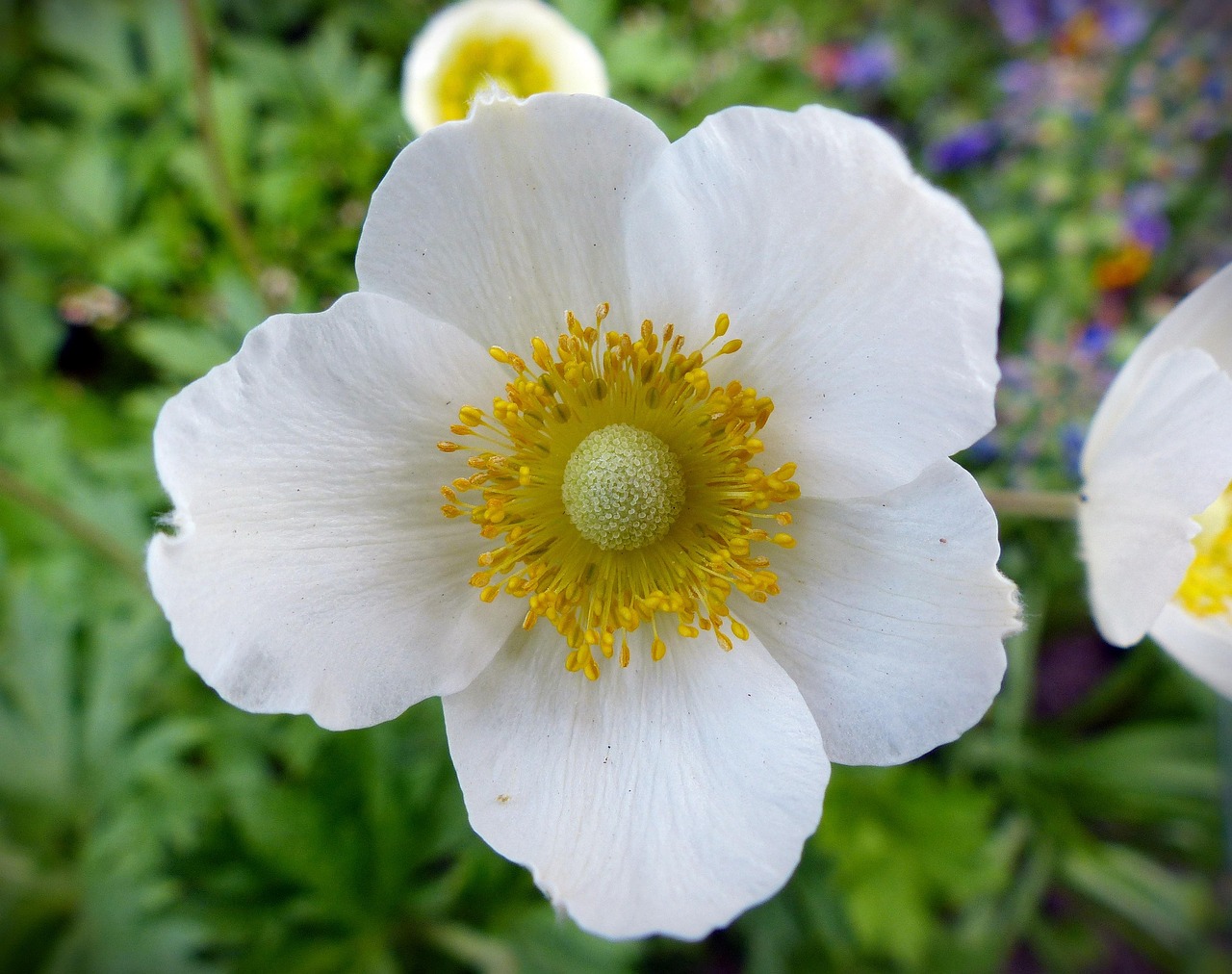 Blossom Bloom Flower - Free photo on Pixabay - Pixabay