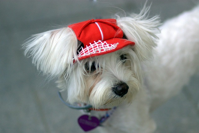 Köpek Bichon Beyaz - Pixabay'de ücretsiz fotoğraf - Pixabay