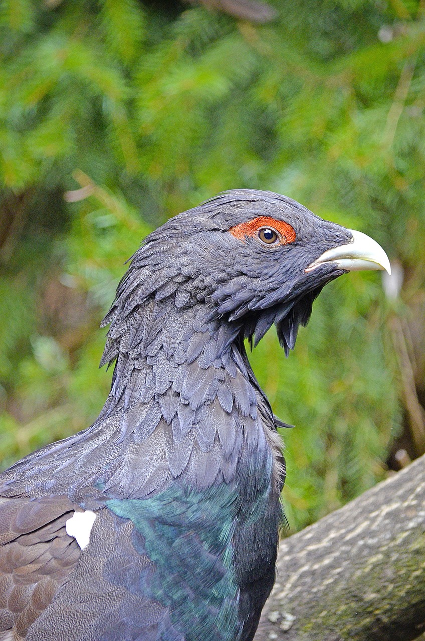 Grouse Bird Chicken Forest - Free photo on Pixabay - Pixabay