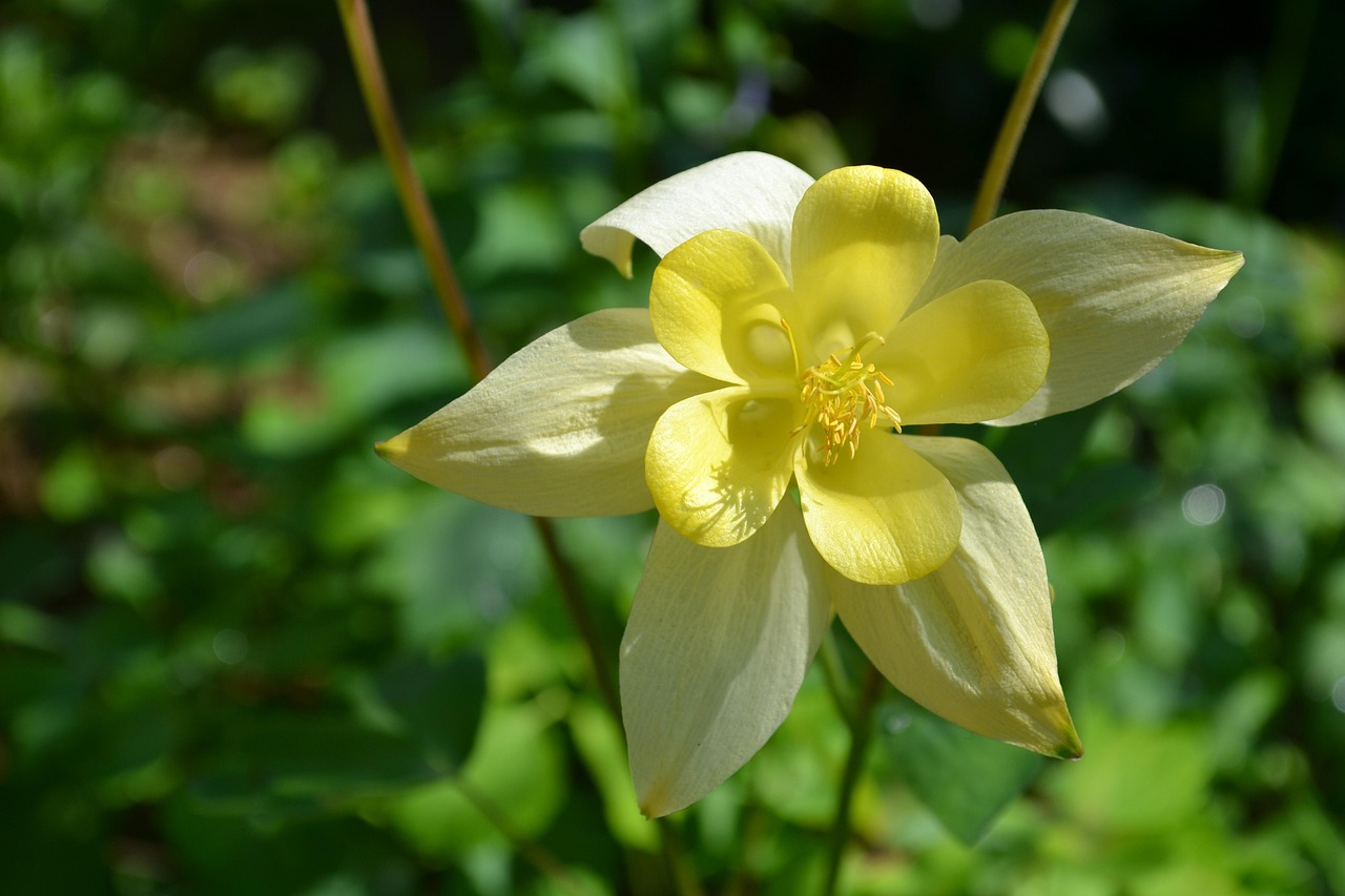 Fleur Image Le Printemps - Photo gratuite sur Pixabay - Pixabay