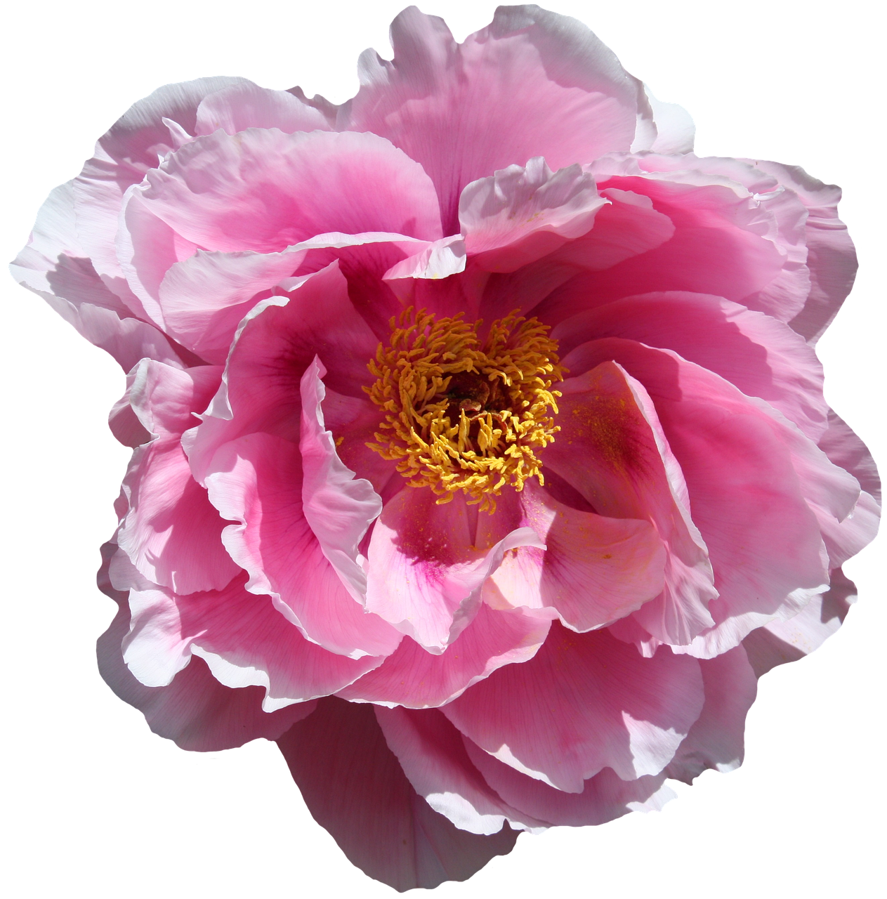 Rosa Flor Naturaleza Rosas De - Foto gratis en Pixabay - Pixabay