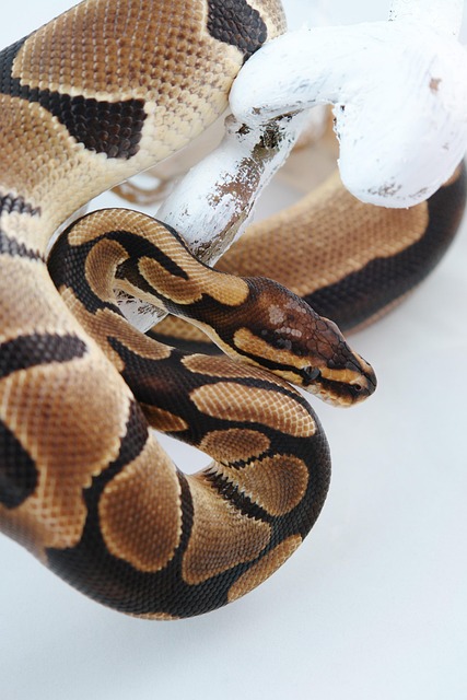 Line Reptile Animal - Free photo on Pixabay - Pixabay