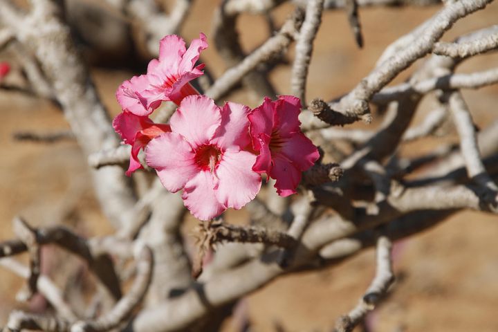 50+ Free Desert Rose & Nature Images - Pixabay