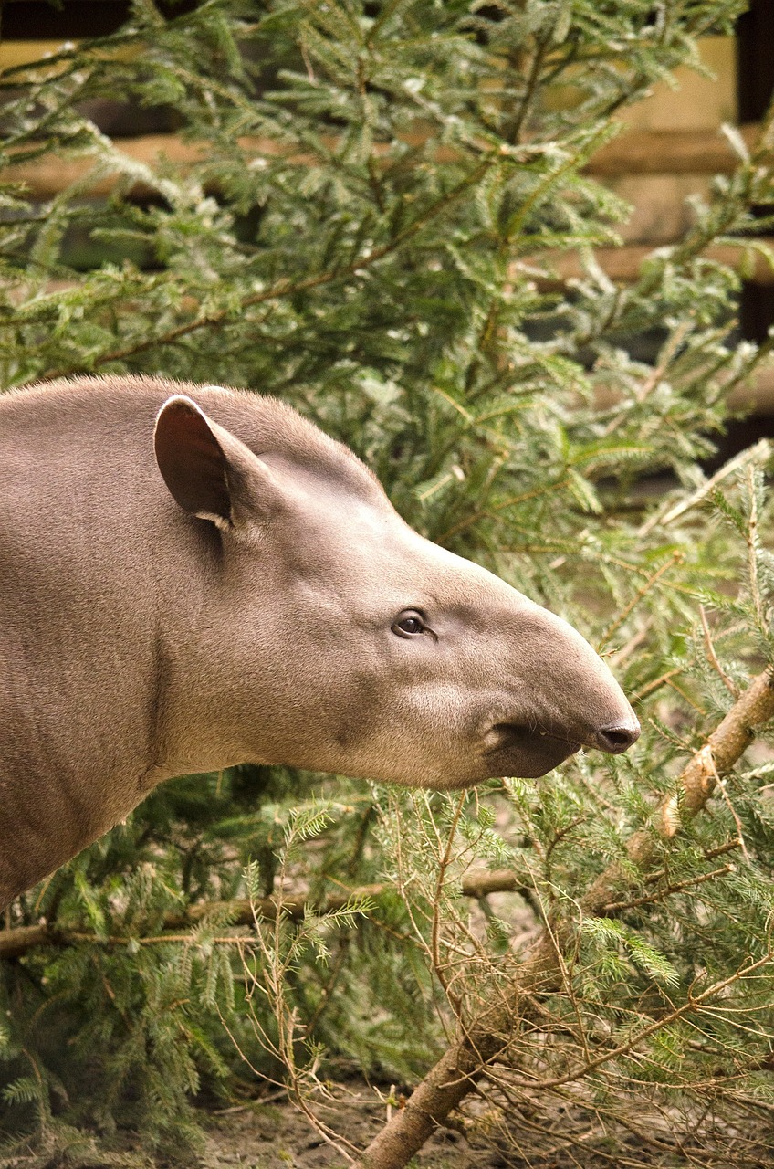 60+ Free Tapir & Animal Images - Pixabay