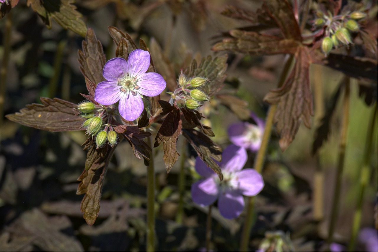 Spring Cranesbill Plant World - Free photo on Pixabay - Pixabay
