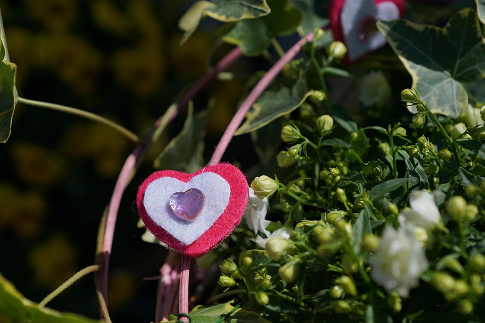 Herz Liebe Pflanze - Kostenloses Foto auf Pixabay - Pixabay