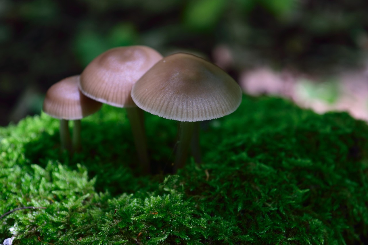 100,000+ Free Nature Carpet & Nature Images - Pixabay