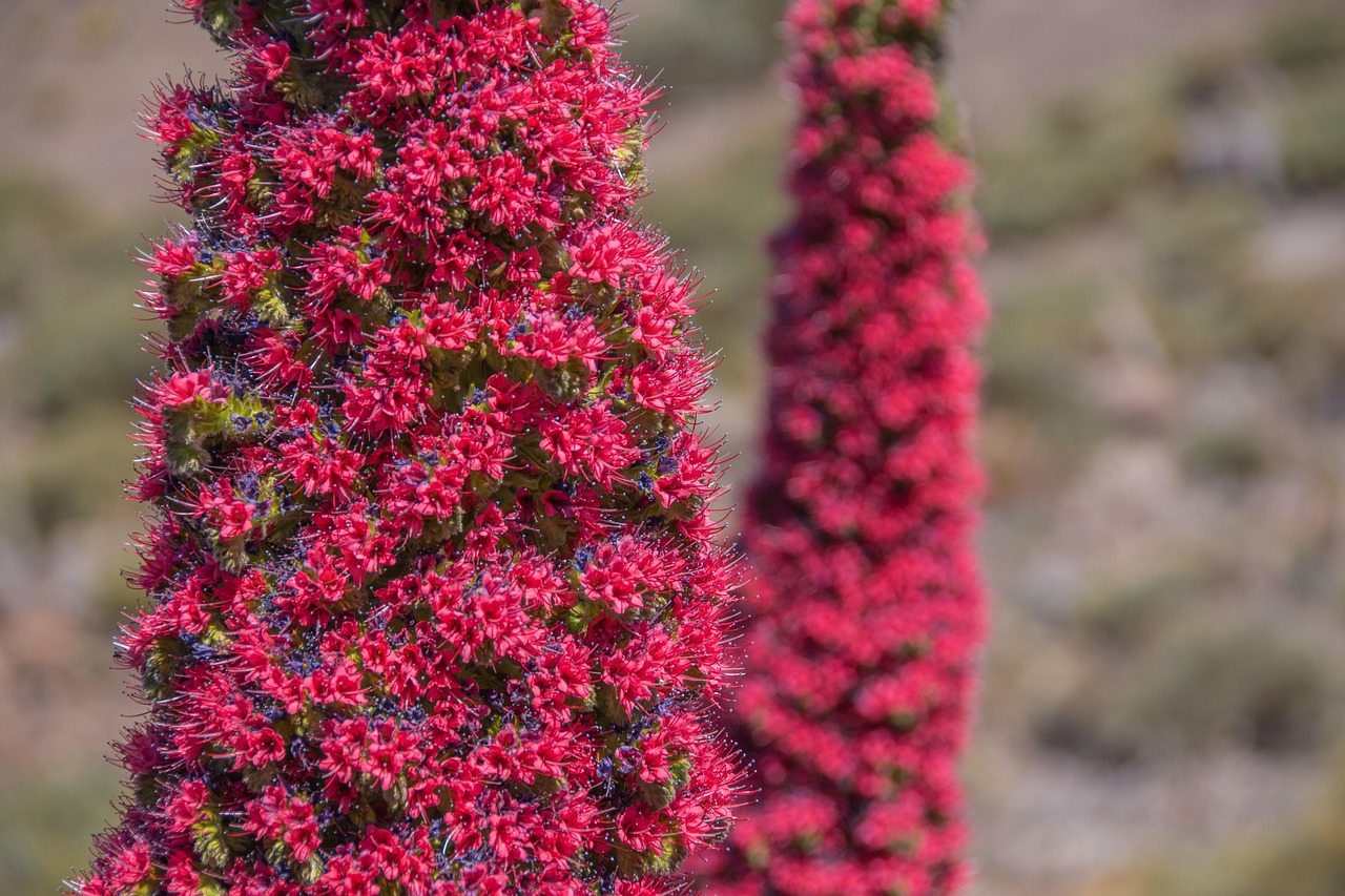 Tajinaste Tenerife Planta Islas - Foto gratis en Pixabay - Pixabay