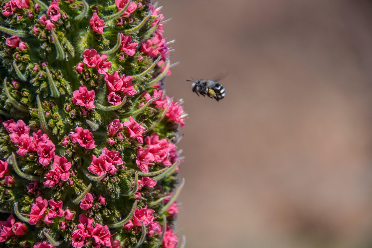 Tajinaste Tenerife Planta Islas - Foto gratis en Pixabay - Pixabay