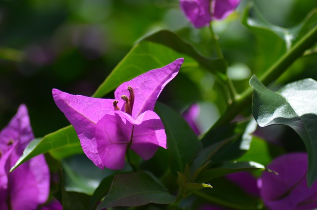 Bunga Bugenvil Taman - Foto gratis di Pixabay - Pixabay