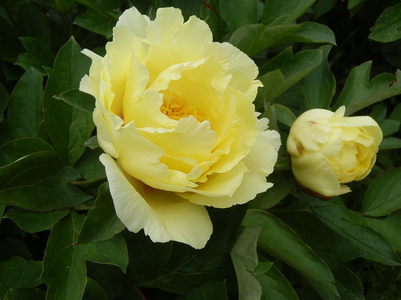 Peony Cream Color Flowers In The - Free photo on Pixabay