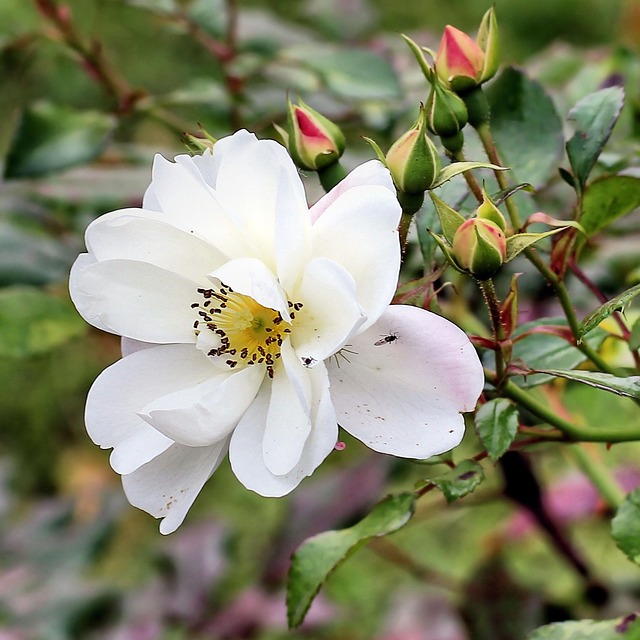 Buisson Rose Bourgeon Arbuste - Photo gratuite sur Pixabay - Pixabay