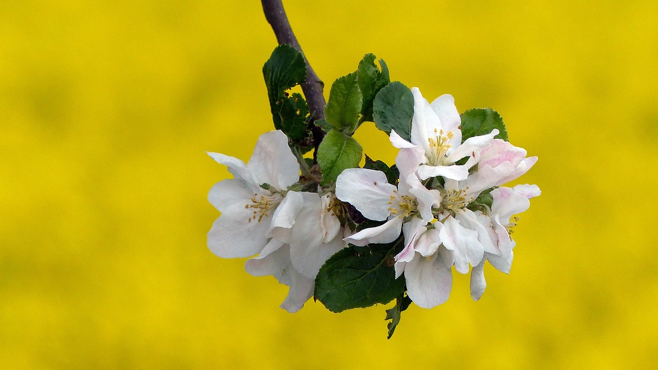 Flor De Manzana Primavera - Foto gratis en Pixabay - Pixabay