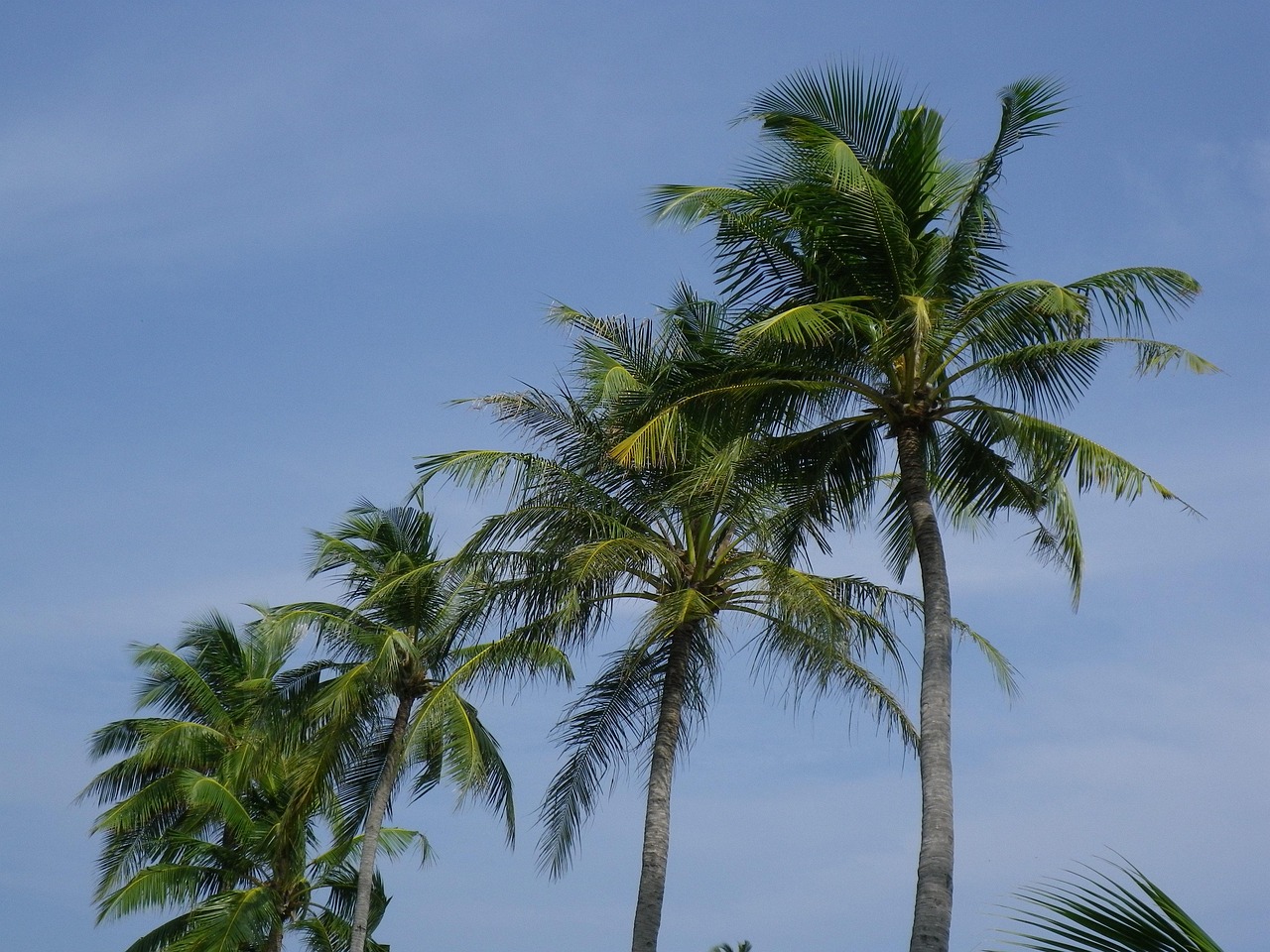 Palm Trees Maldives Kuredu - Free photo on Pixabay