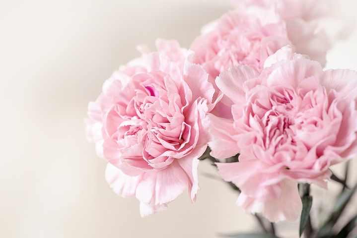 Nelken Bilder - Kostenlose Bilder herunterladen - Pixabay