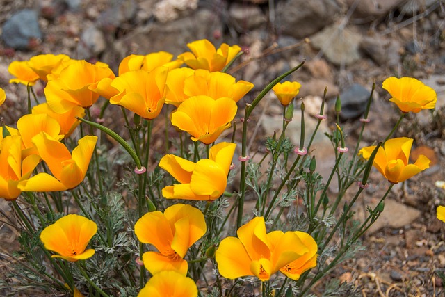 Fleur Jaune La Nature - Photo gratuite sur Pixabay - Pixabay