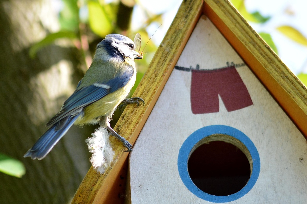 Dada Payudara Besar Burung - Foto gratis di Pixabay - Pixabay
