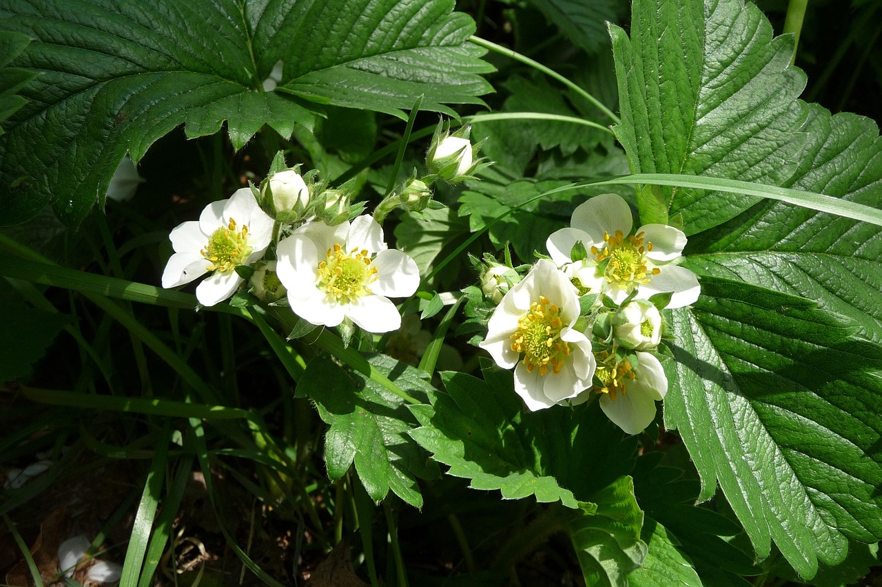 Flores De Morango Flor - Foto gratuita no Pixabay - Pixabay