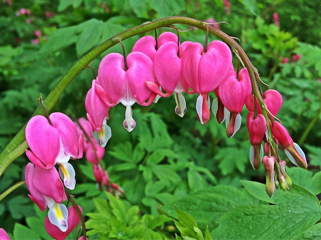 Corazones Sangrantes Flores - Foto gratis en Pixabay - Pixabay