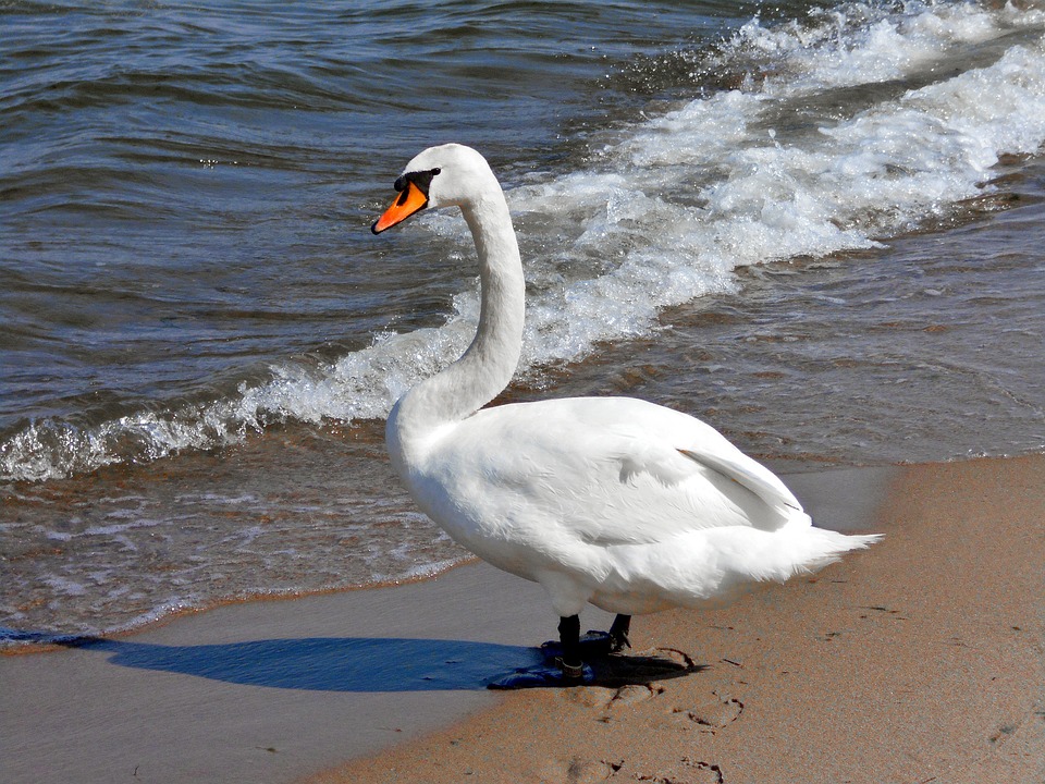 Swan Sea Bird The - Free photo on Pixabay