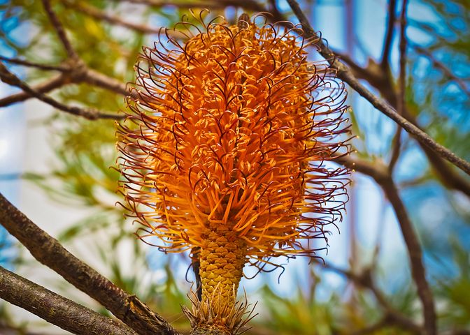 60+ Free Banksia & Flower Photos - Pixabay