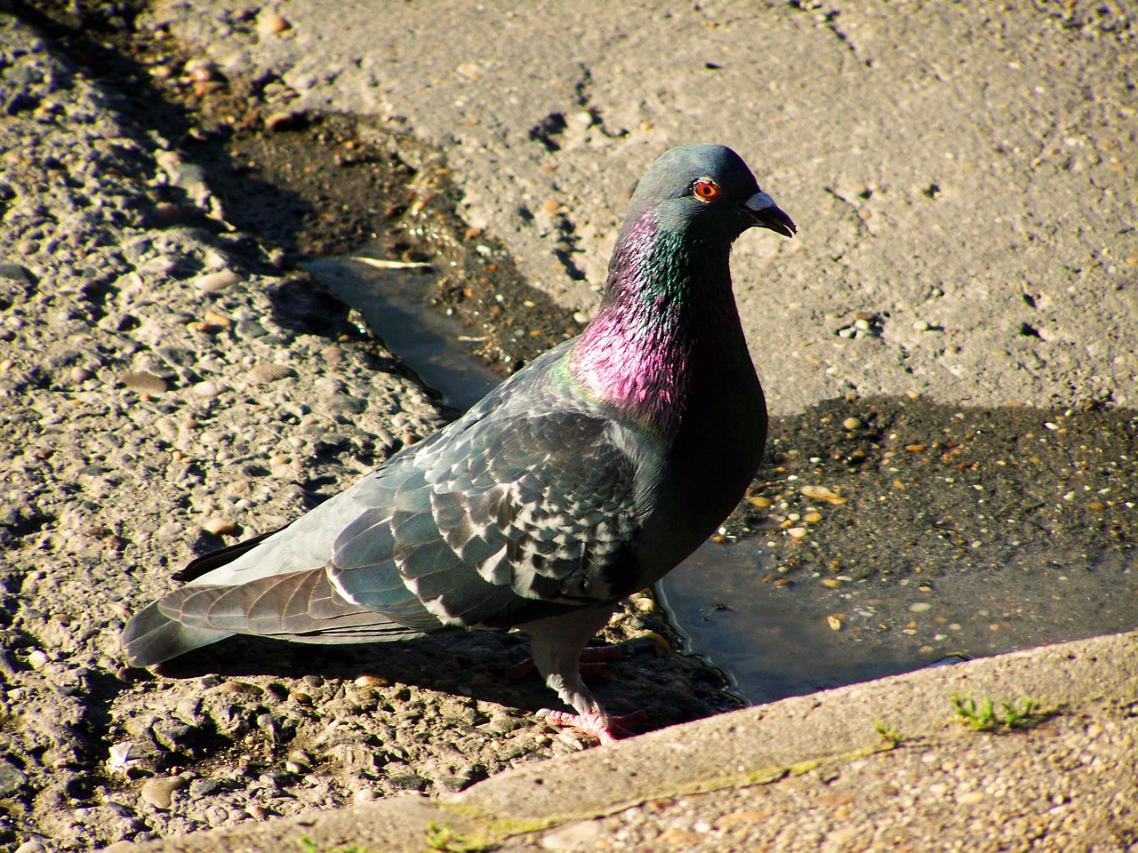 Pombo Urbano Ave - Foto gratuita no Pixabay - Pixabay