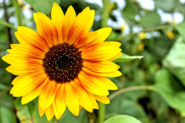 Girasol Flor Naturaleza El - Foto gratis en Pixabay - Pixabay
