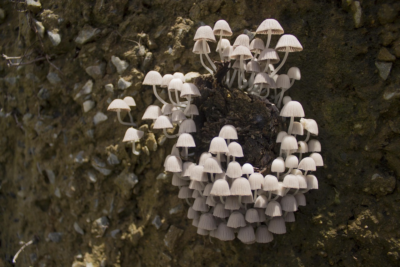 Mushroom Fungus Nature - Free photo on Pixabay - Pixabay