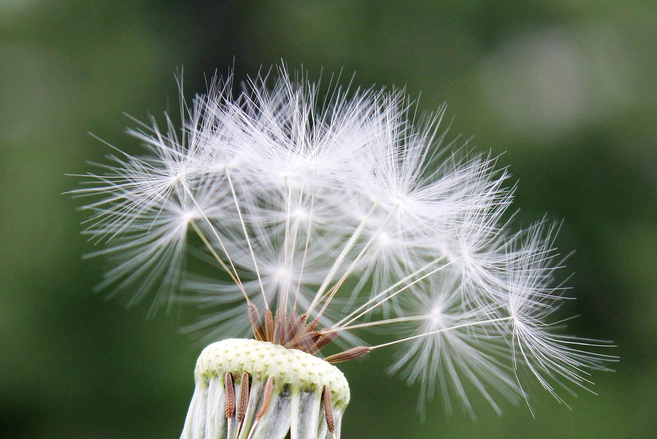 2.000+ kostenlose Pusteblume und Löwenzahn-Bilder - Pixabay