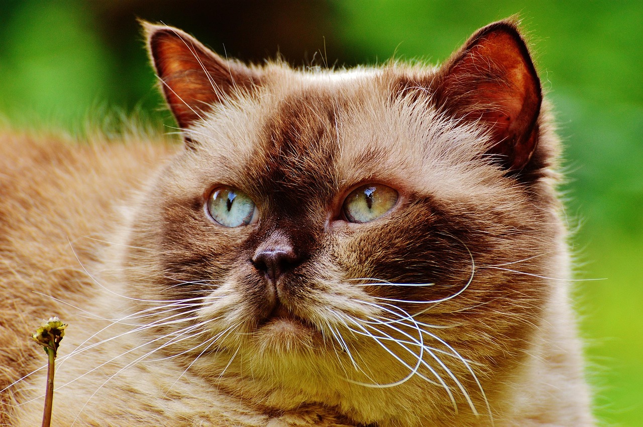 Gato Británico De Pelo Corto Cara - Foto gratis en Pixabay - Pixabay