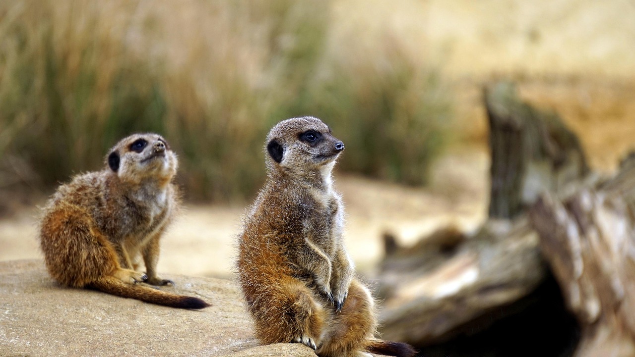 Meerkat Wild Animal - Free photo on Pixabay - Pixabay
